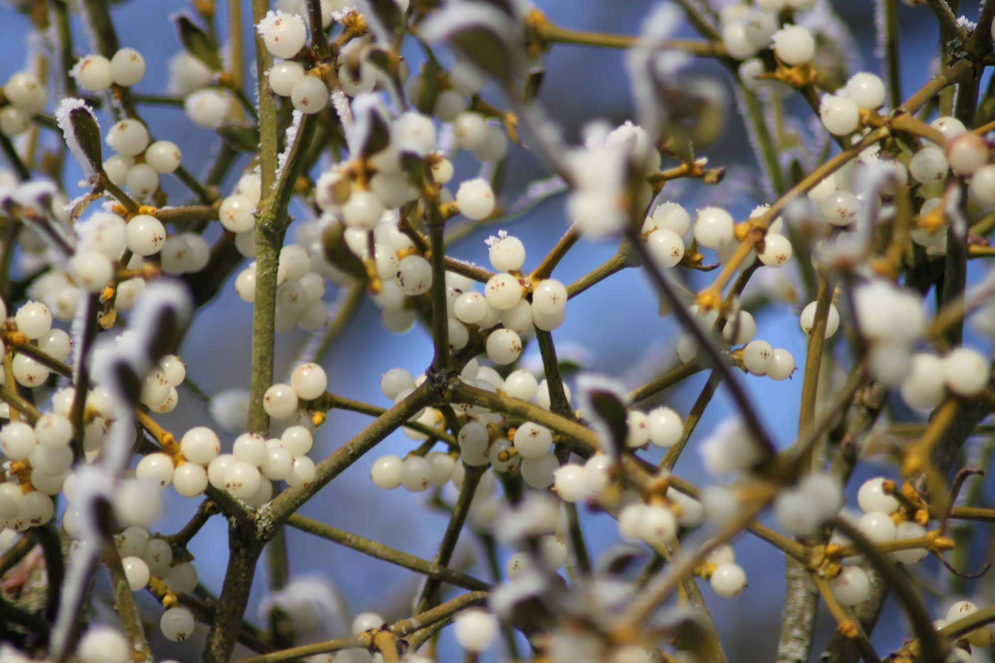 Mistletoe: Why the Kissing Plant is a Parasite - Plantlife