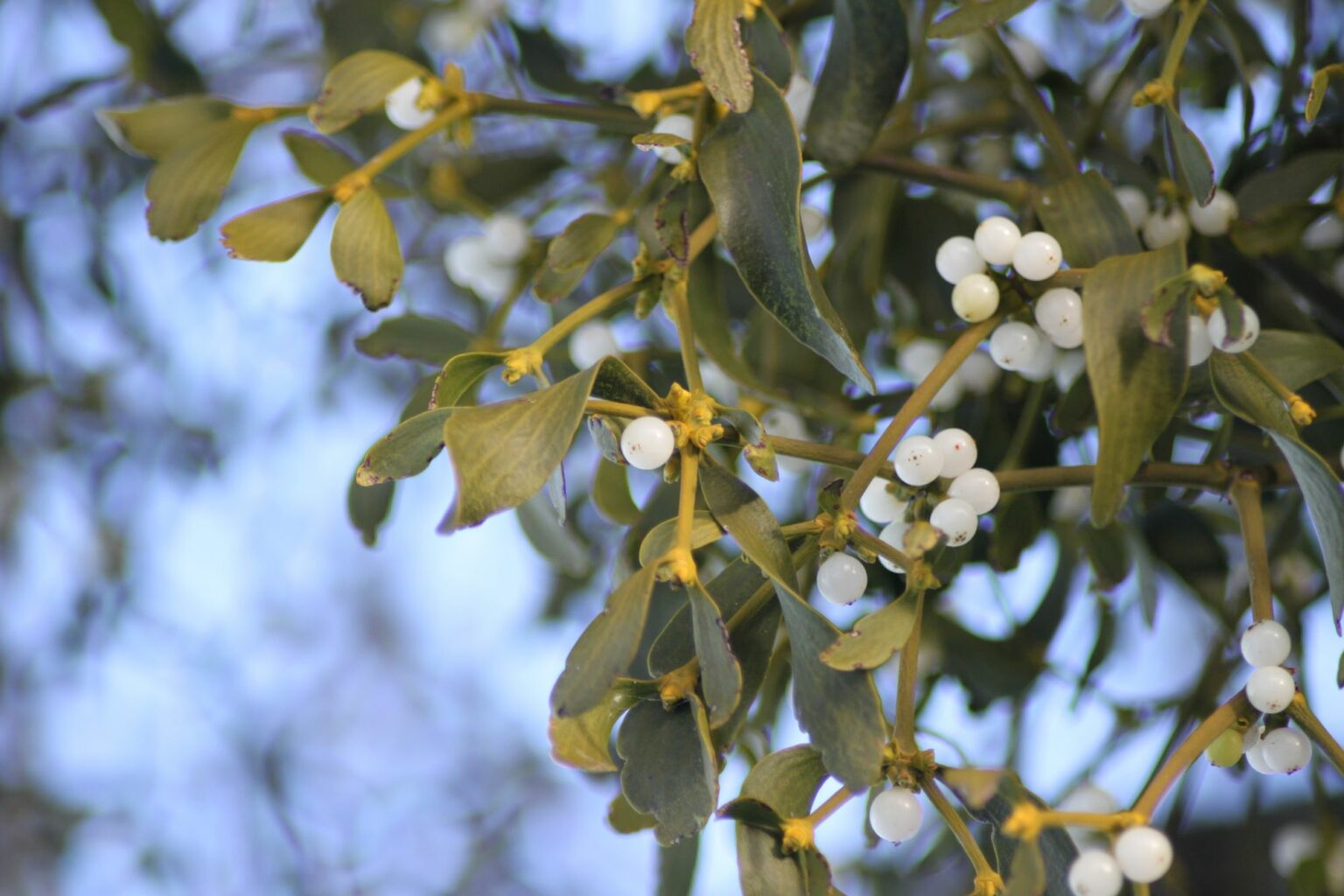 Mistletoe - Plantlife
