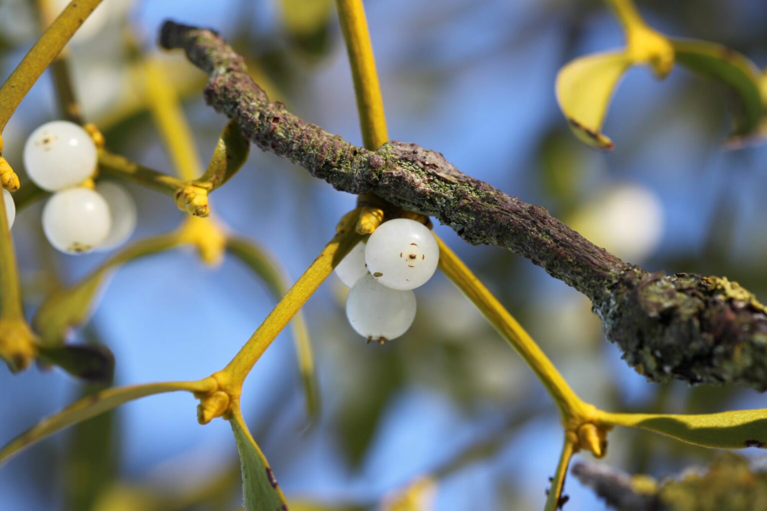 Mistletoe: Why the Kissing Plant is a Parasite - Plantlife
