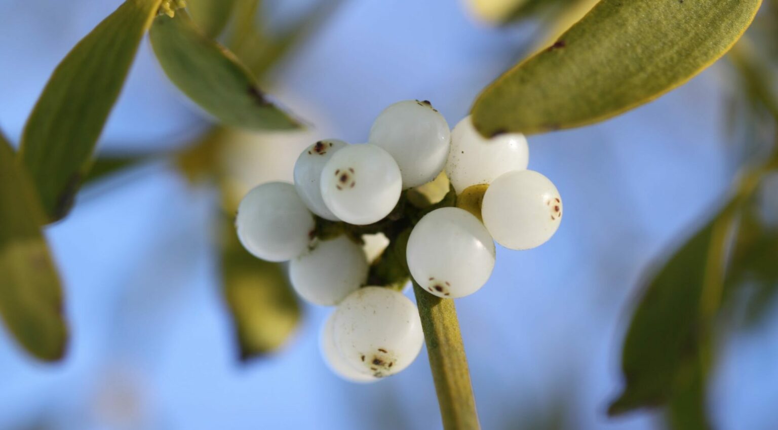 Mistletoe: Why the Kissing Plant is a Parasite - Plantlife