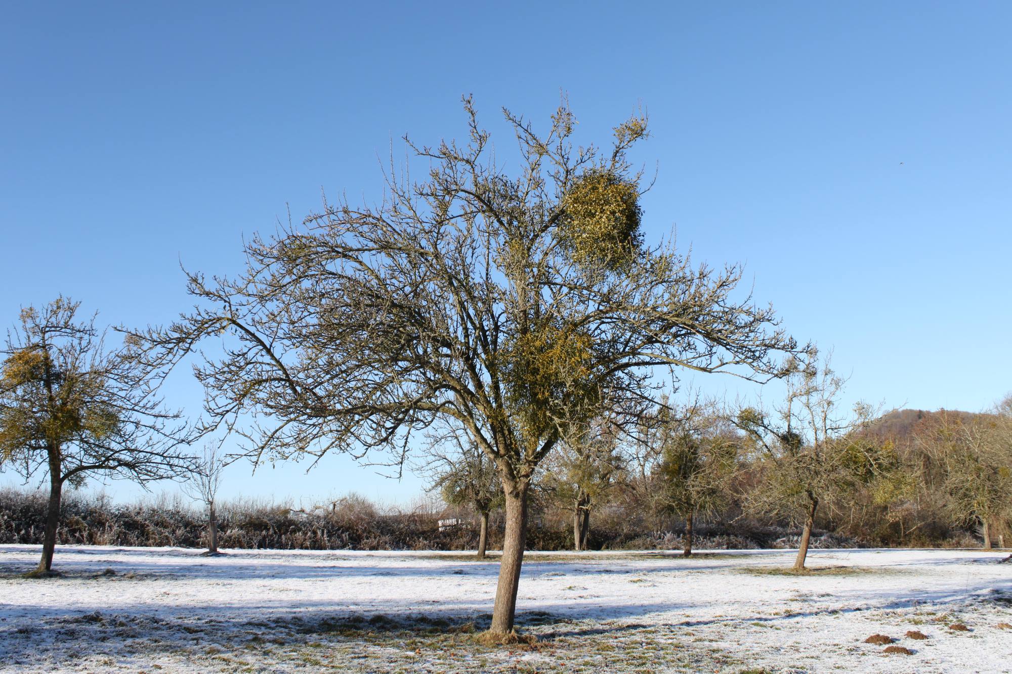 Mistletoe: Why the Kissing Plant is a Parasite - Plantlife