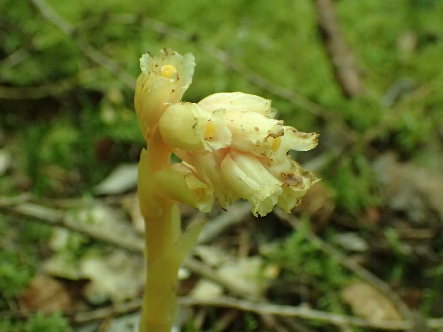Mistletoe: Why the Kissing Plant is a Parasite - Plantlife