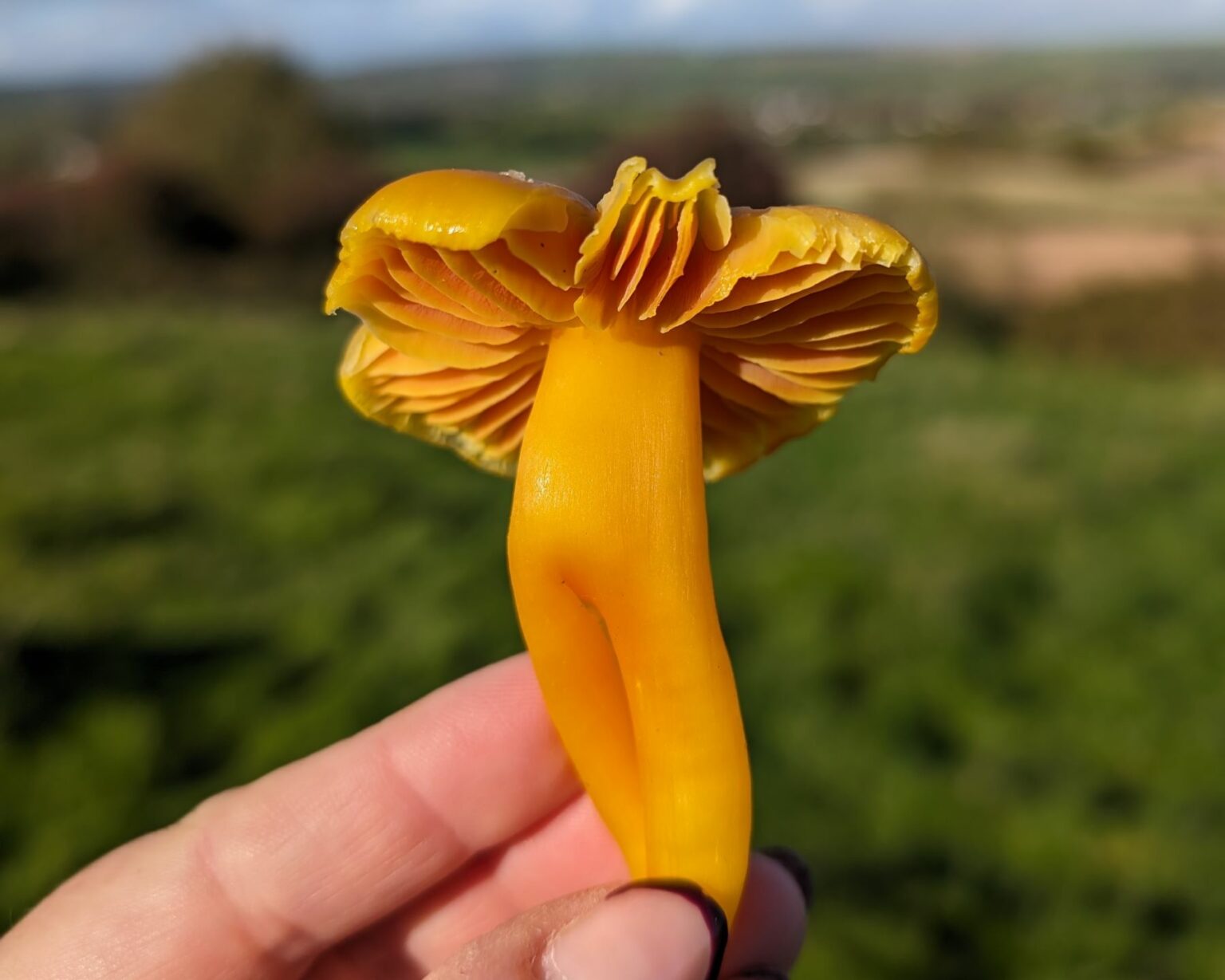 Protecting Waxcaps: All the Losses We Cannot See… - Plantlife