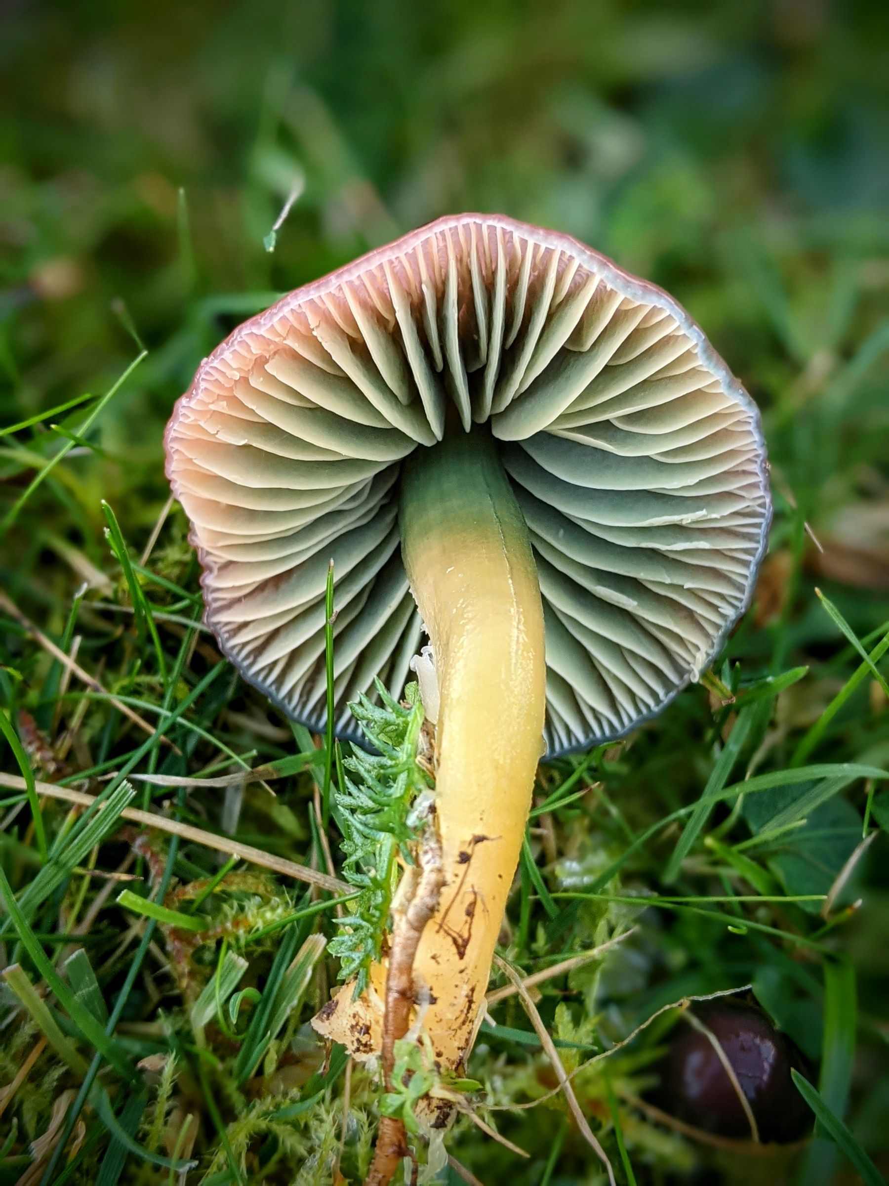 Take part in Waxcap Watch 2025 - Plantlife