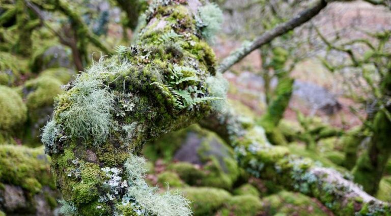 Temperate rainforest - Plantlife
