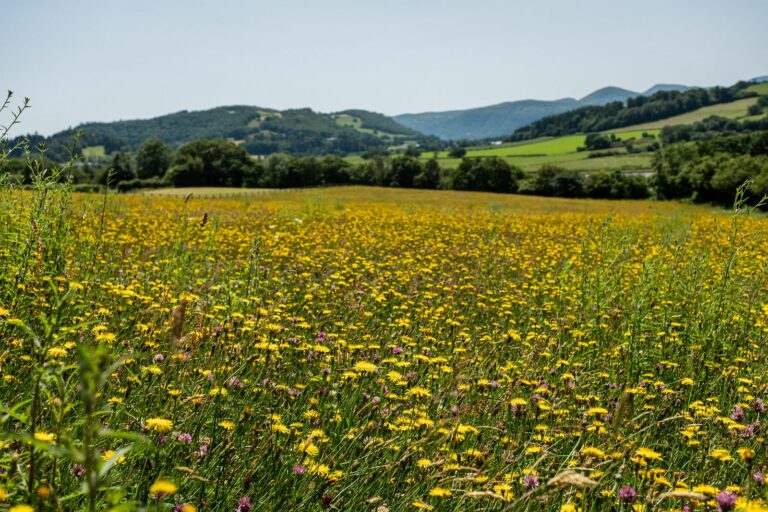 Managing Meadows - Plantlife