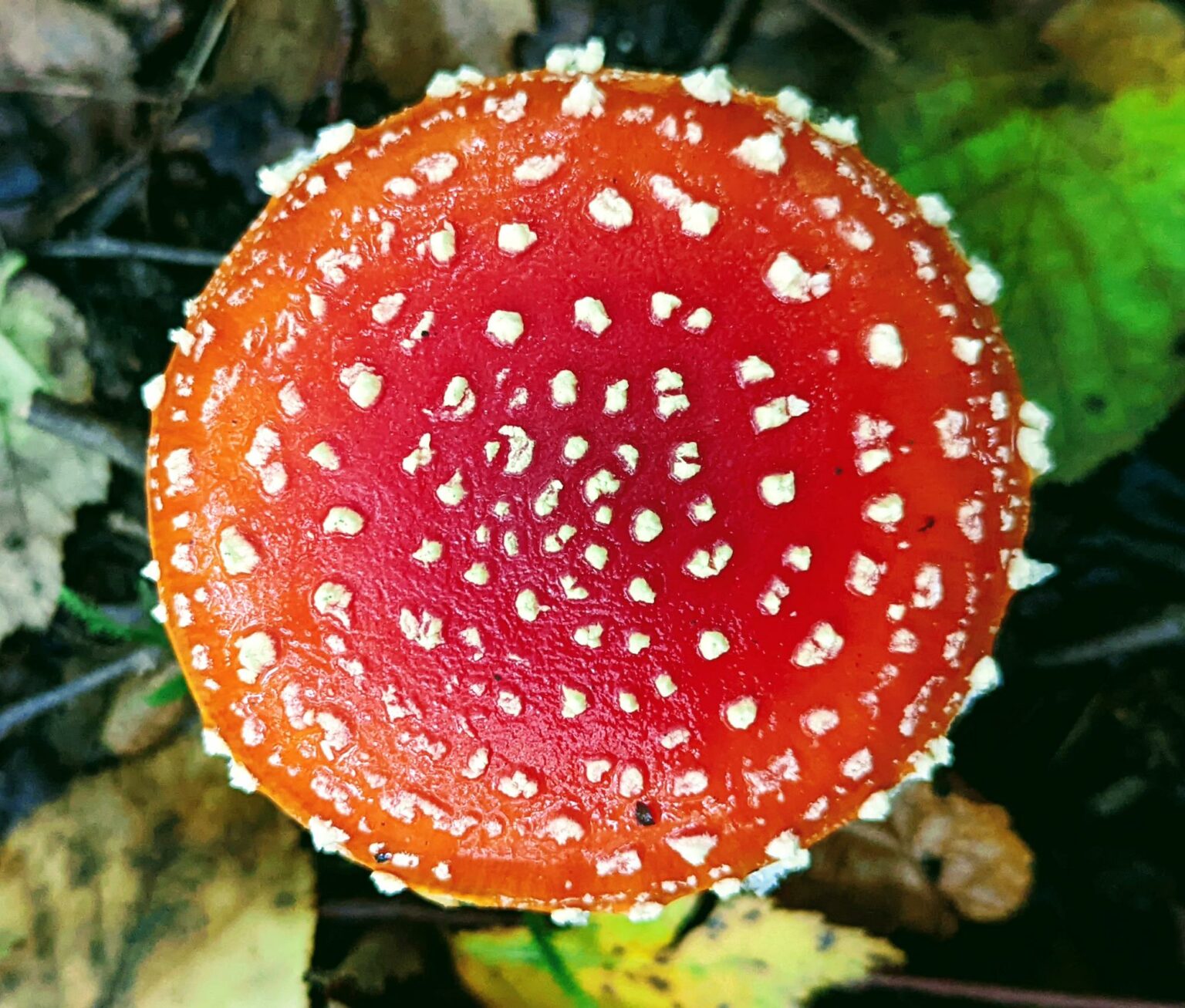 Fly Agaric - Plantlife