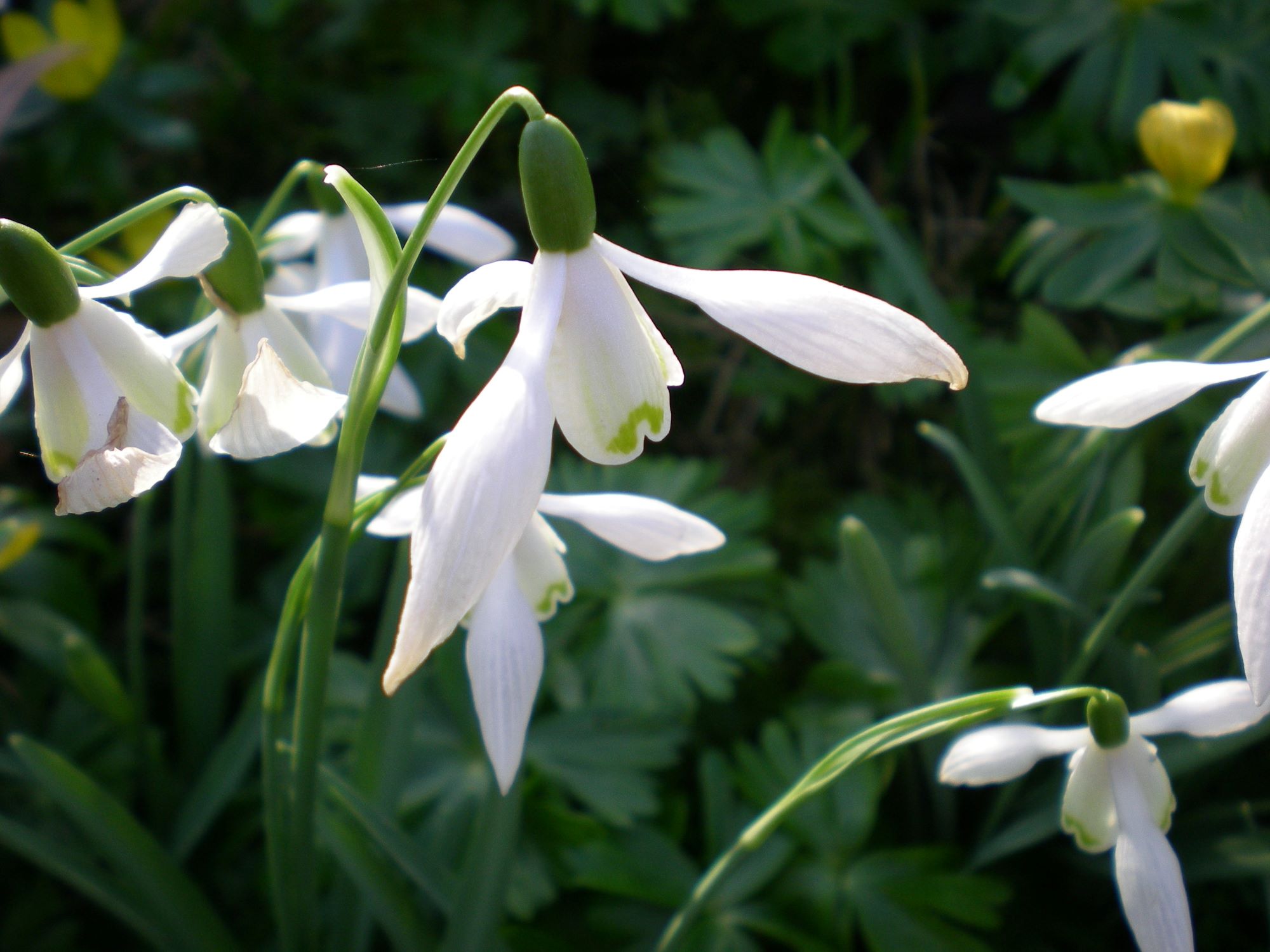 Snowdrop - Plantlife