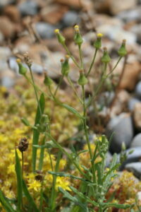 Groundsel - Plantlife