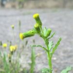 Groundsel - Plantlife