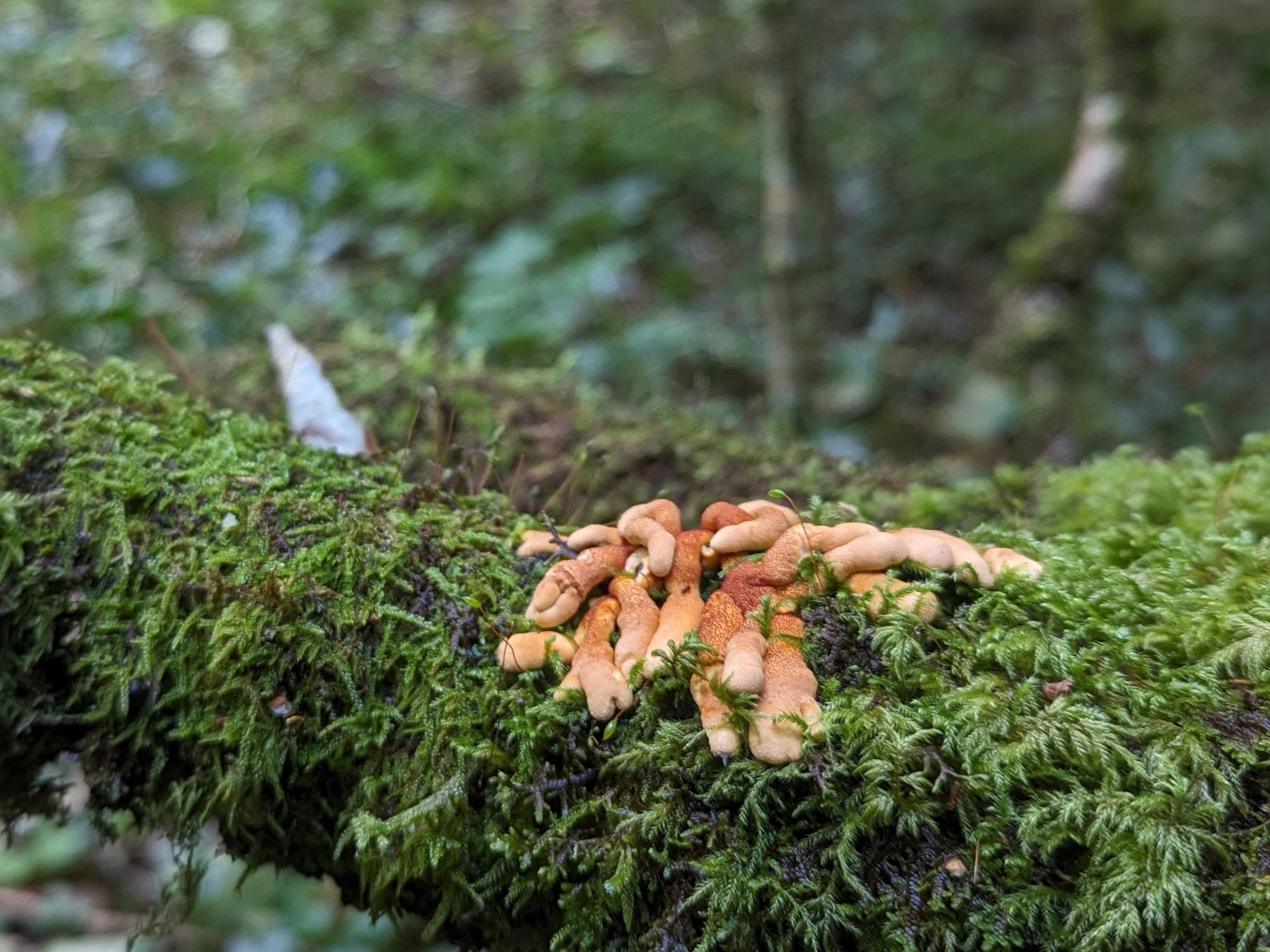 Finding Hazel Gloves Fungus: Why Recording Matters - Plantlife