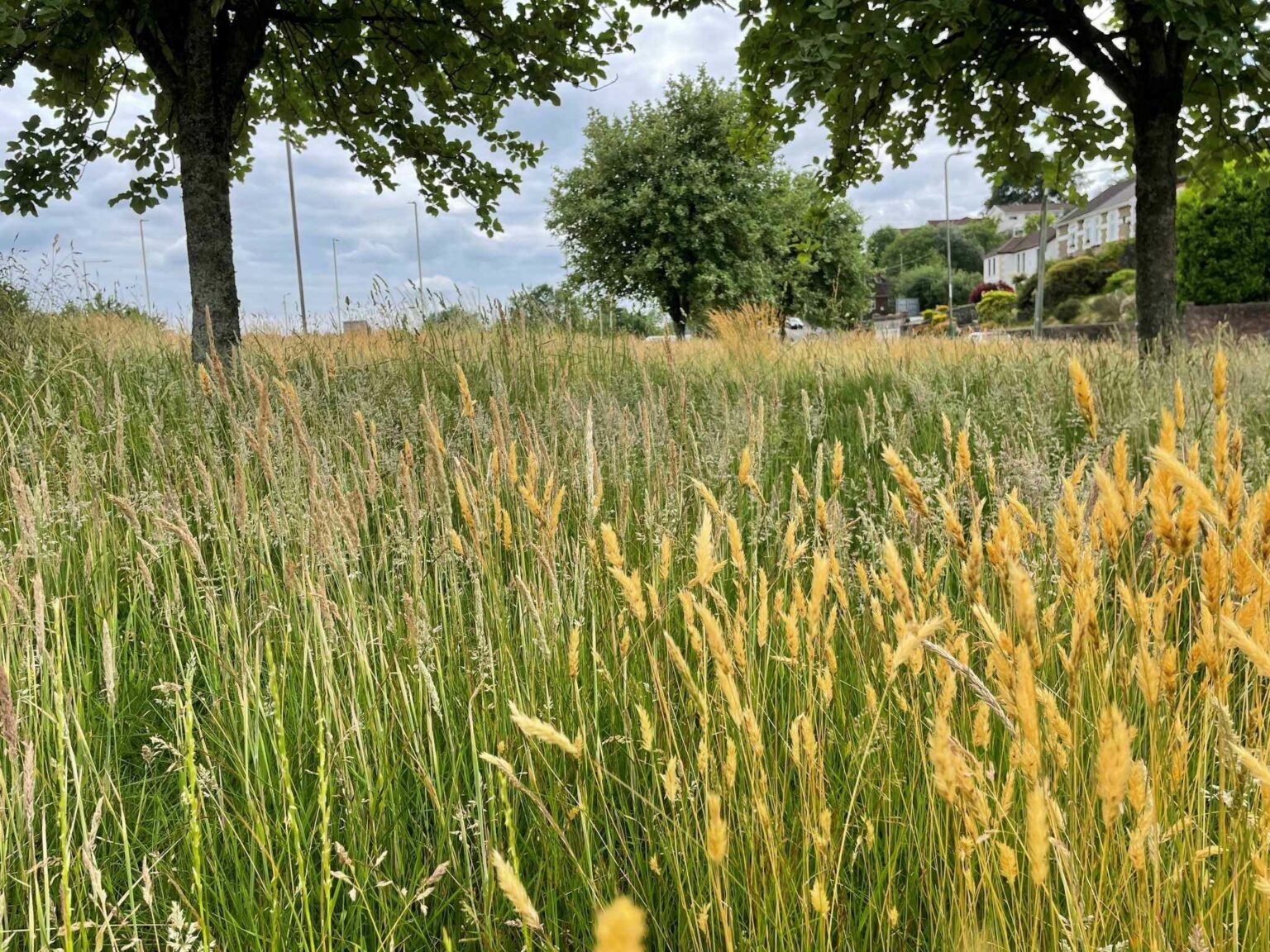 Managing Road Verges and Green Spaces - Plantlife
