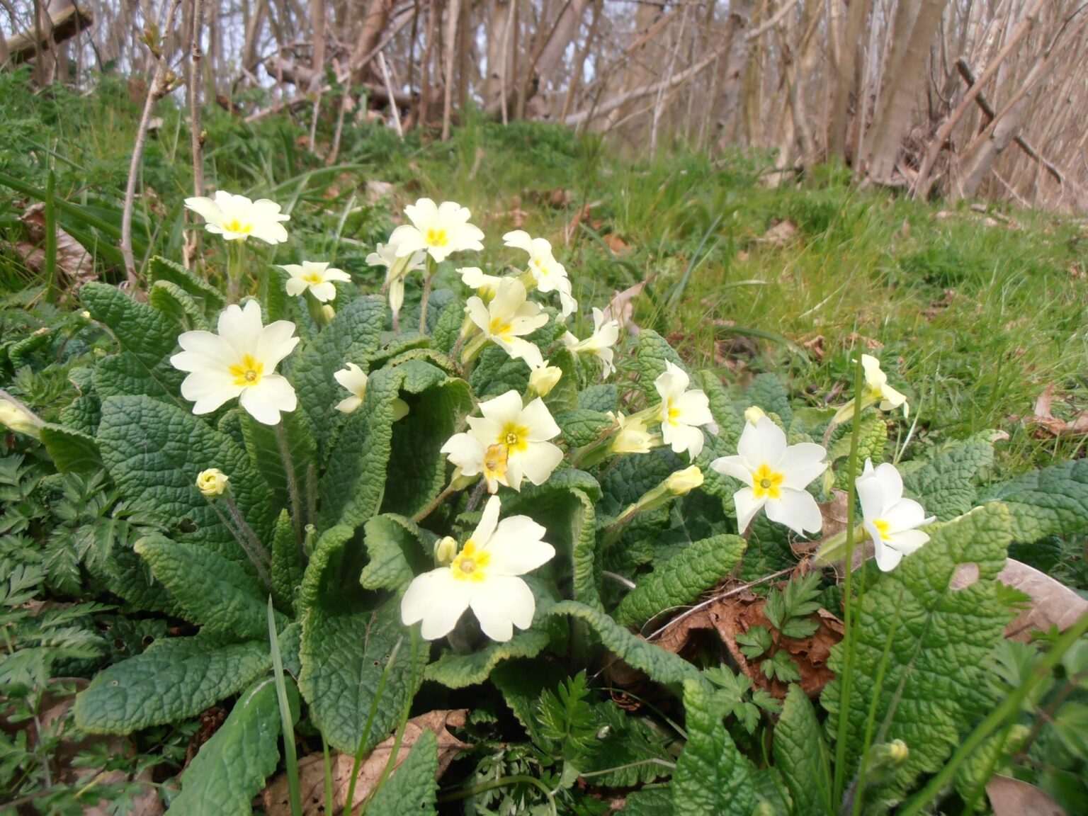 Primrose - Plantlife