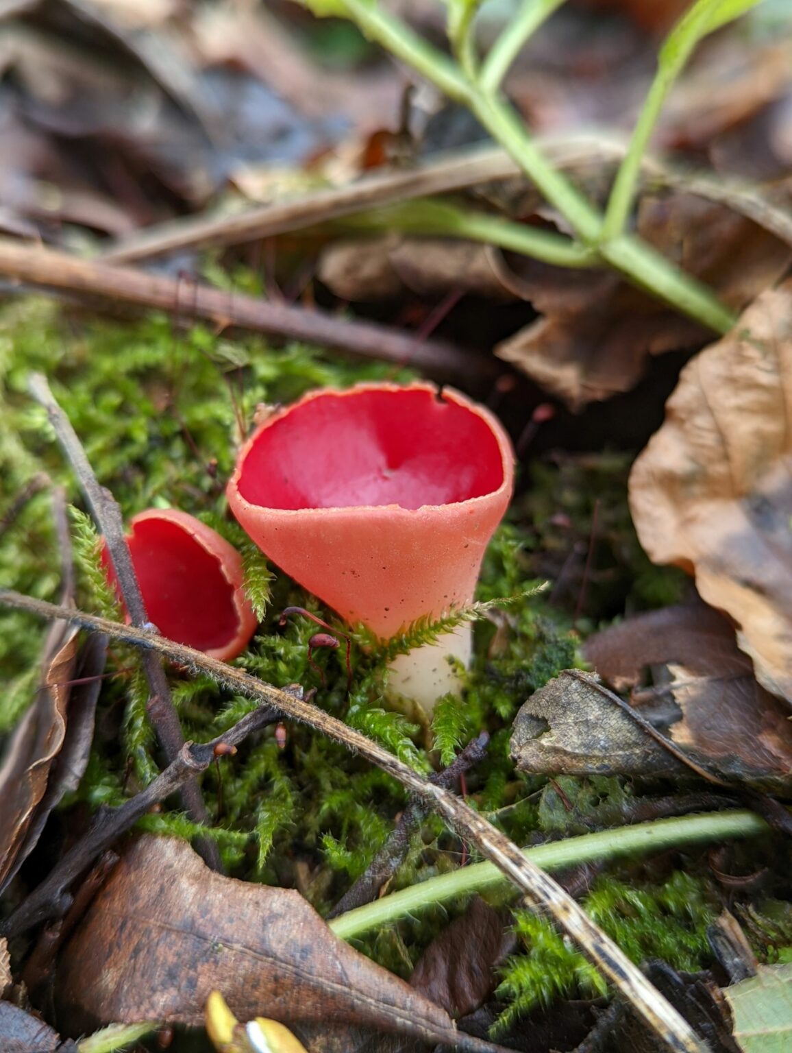 How to Find and Identify Waxcap Fungi - Plantlife
