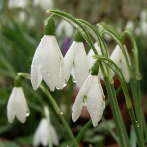Snowdrop - Plantlife