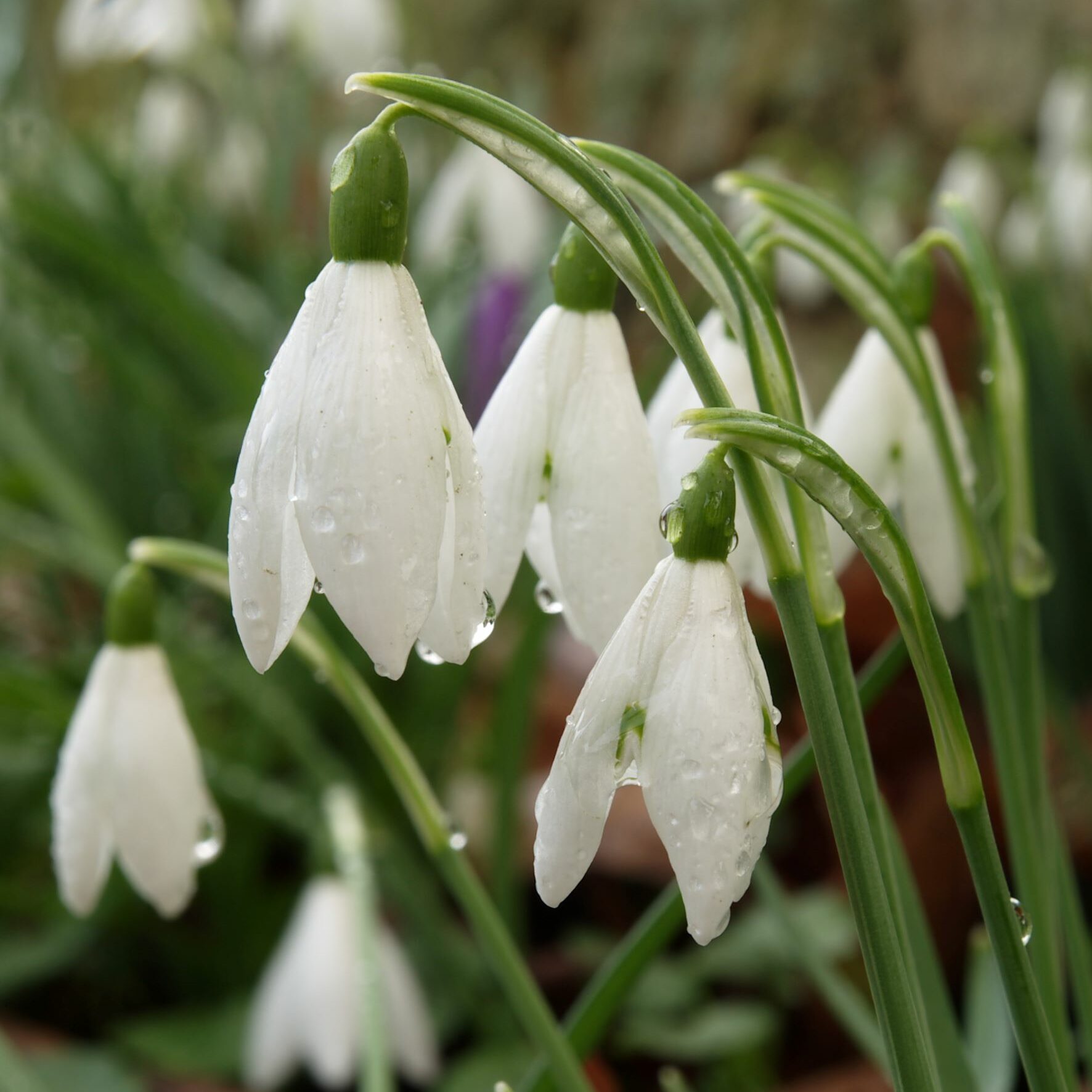 Snowdrop - Plantlife