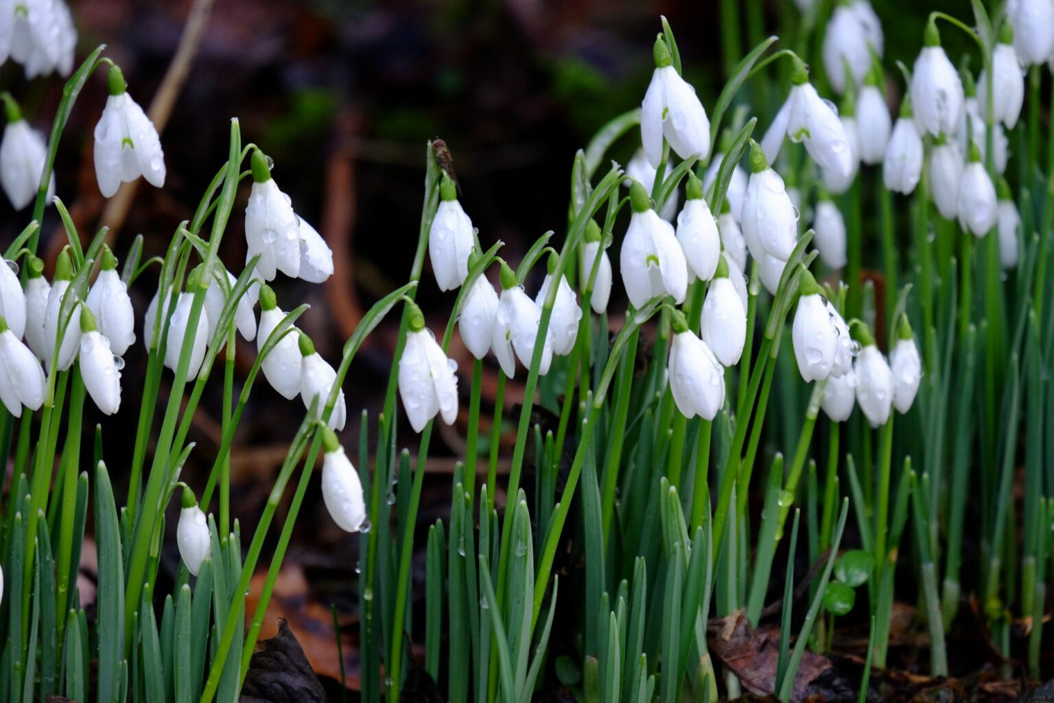 Snowdrop - Plantlife