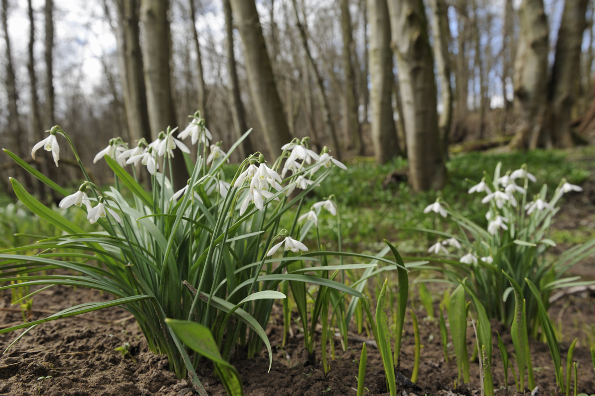 Snowdrop - Plantlife