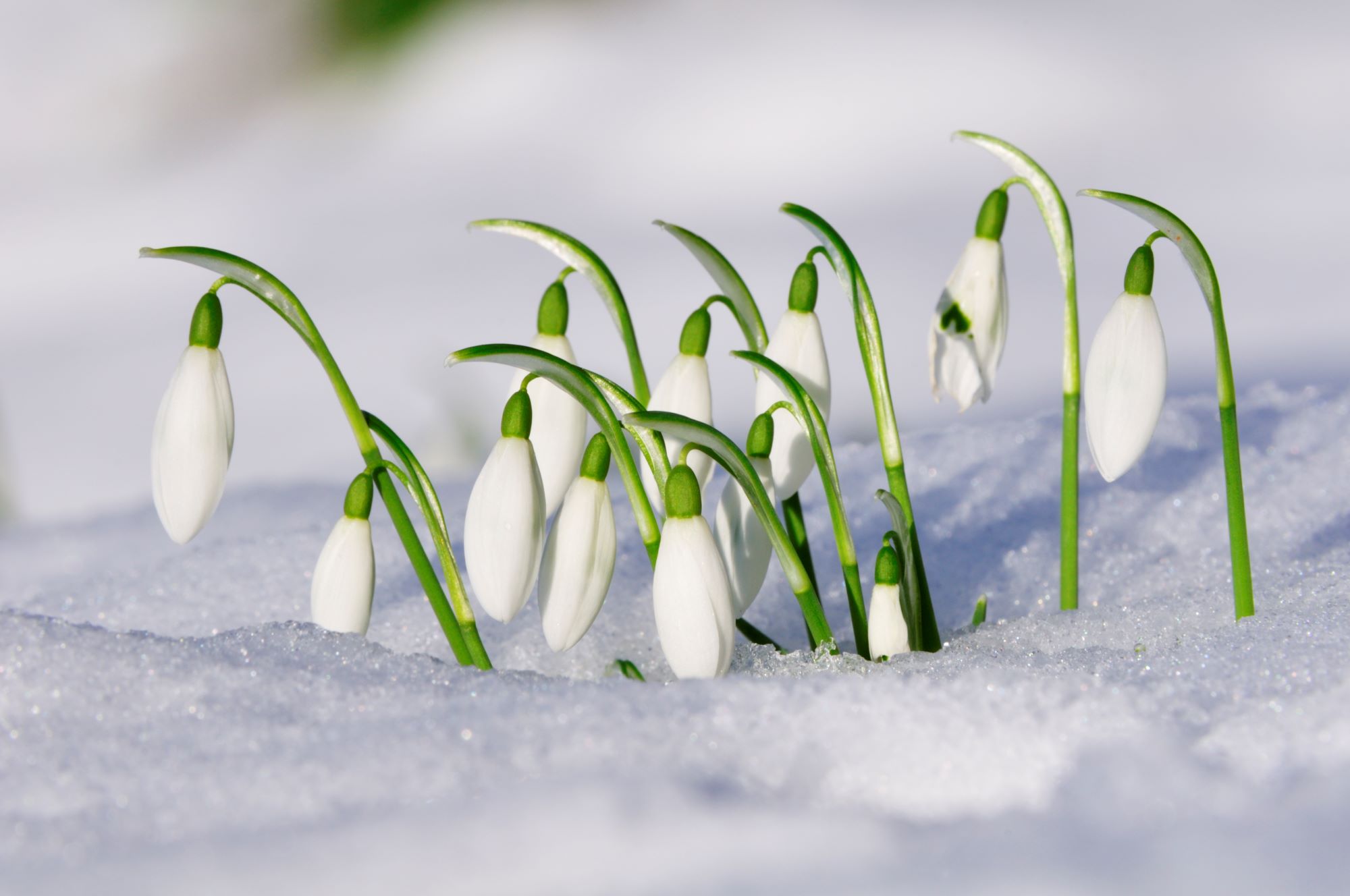 Snowdrop - Plantlife