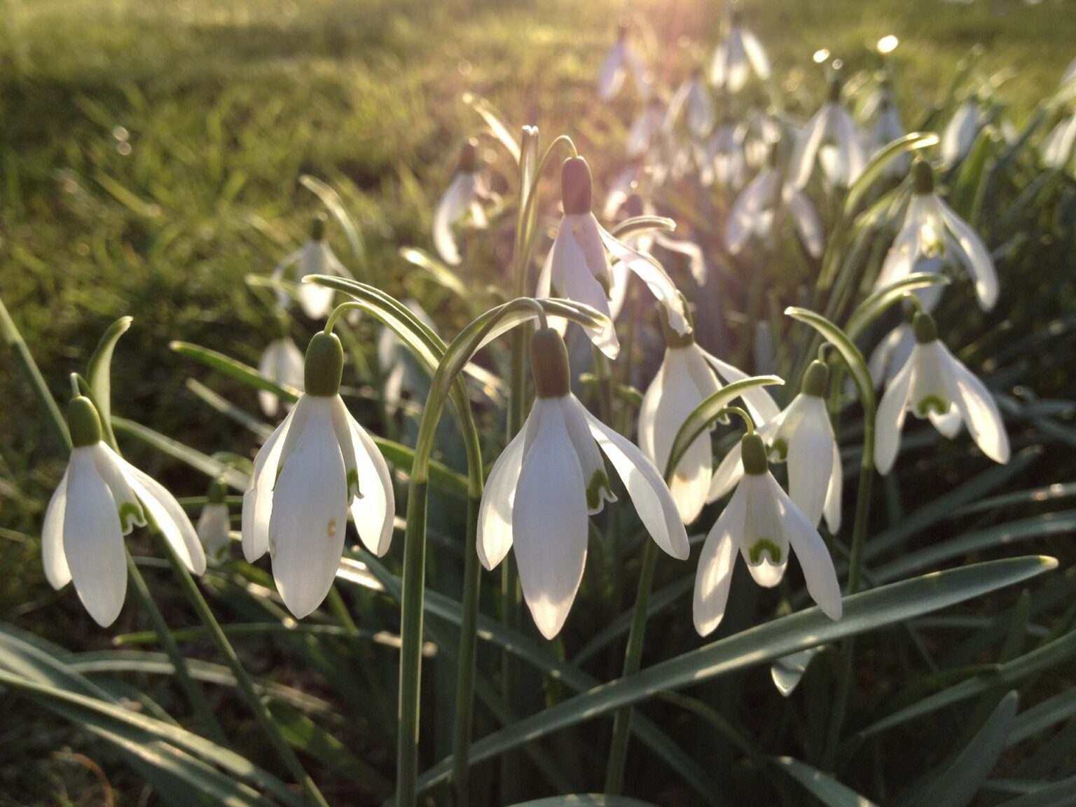 Snowdrop - Plantlife