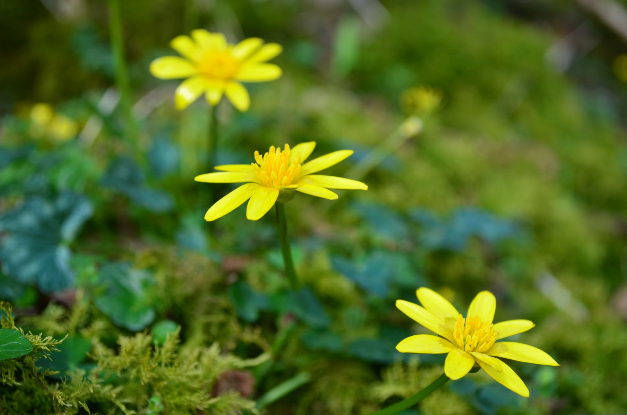 Lesser Celandine - Plantlife