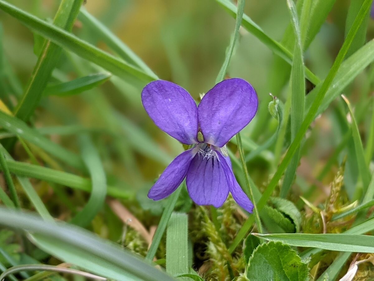 Early Dog-violet - Plantlife