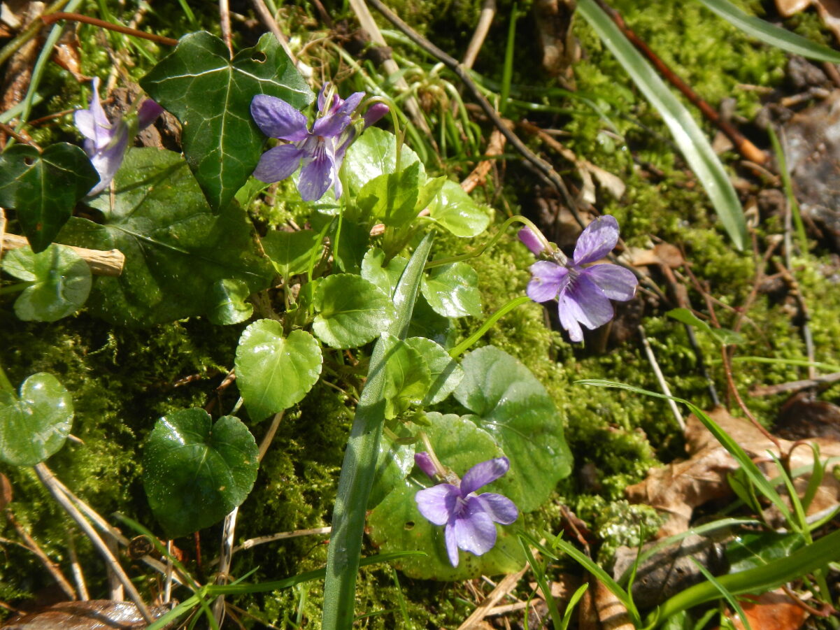 Ground Ivy - Plantlife