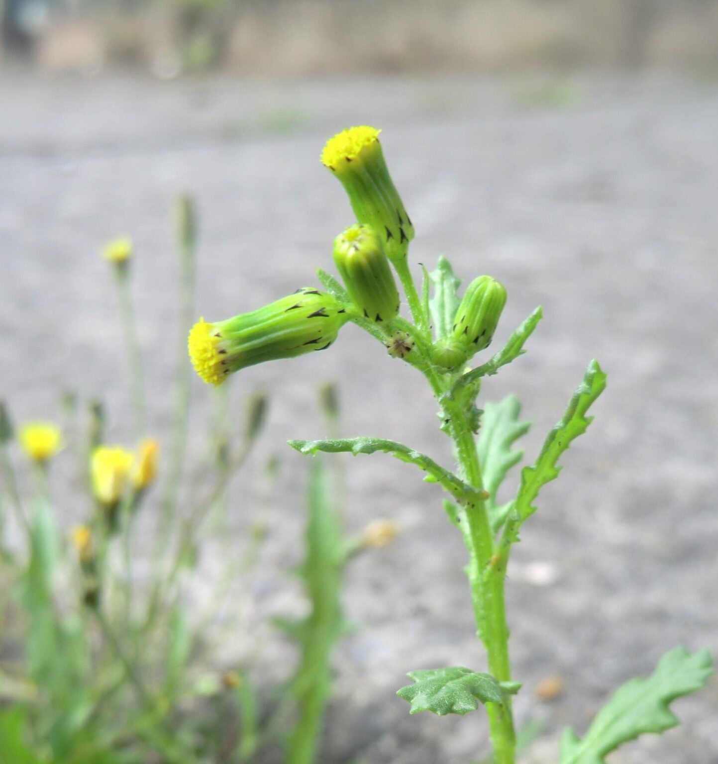 Groundsel - Plantlife