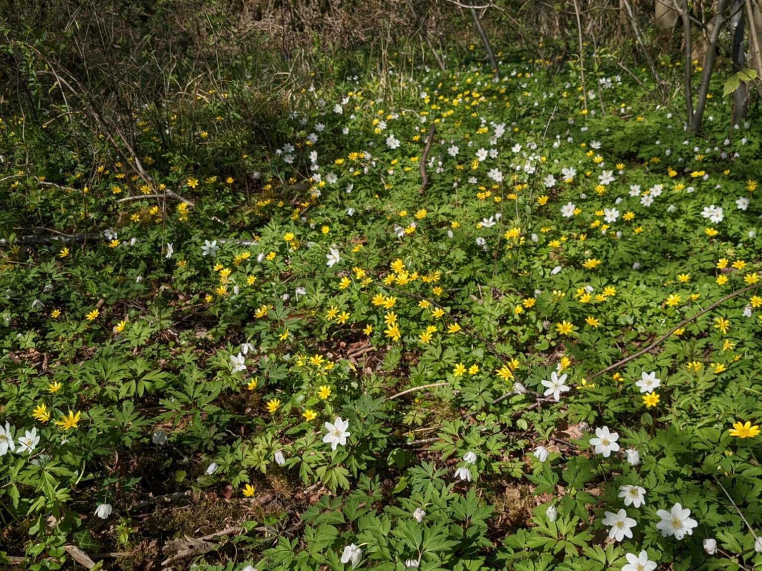 Lesser Celandine - Plantlife