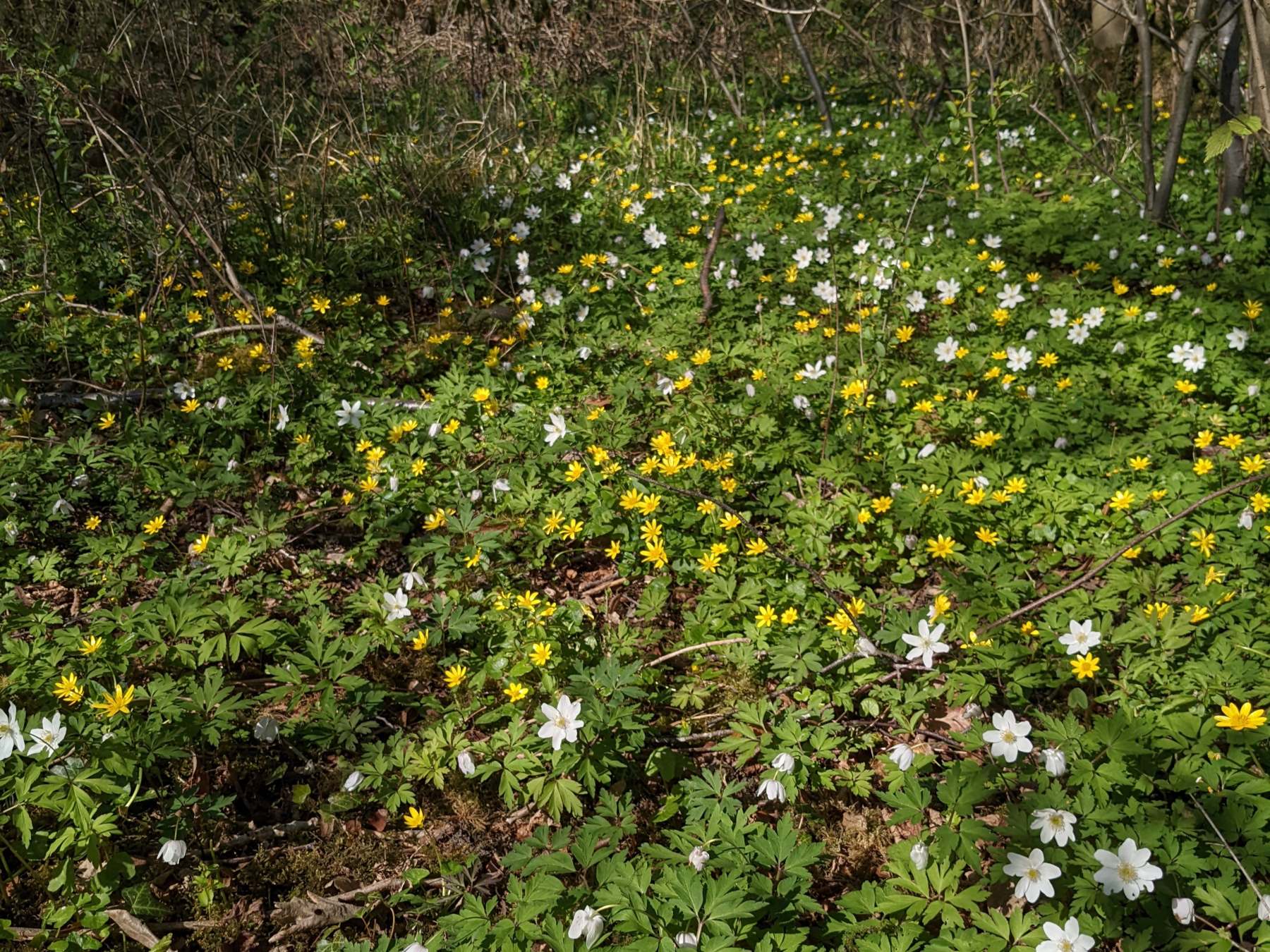 Lesser Celandine - Plantlife