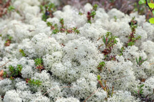 Reindeer Moss - Plantlife