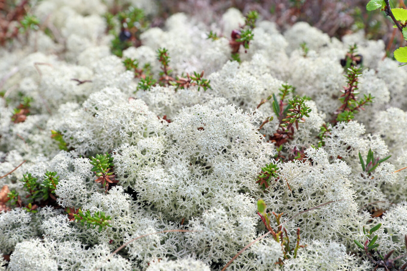 Reindeer Moss - Plantlife