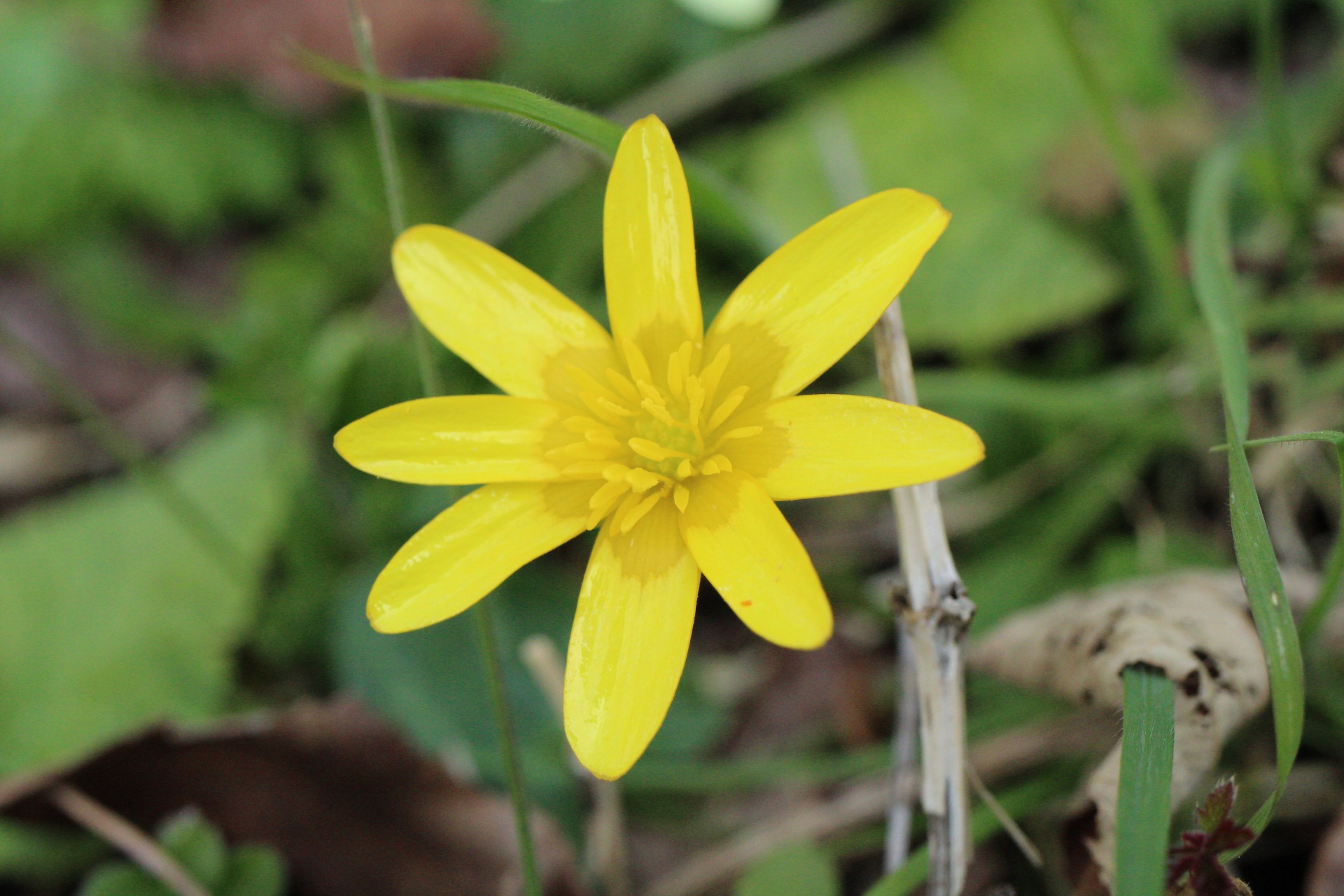 Lesser Celandine Plantlife