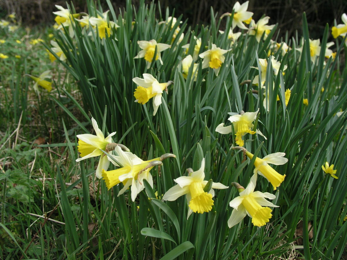 Daffodil (wild) - Plantlife