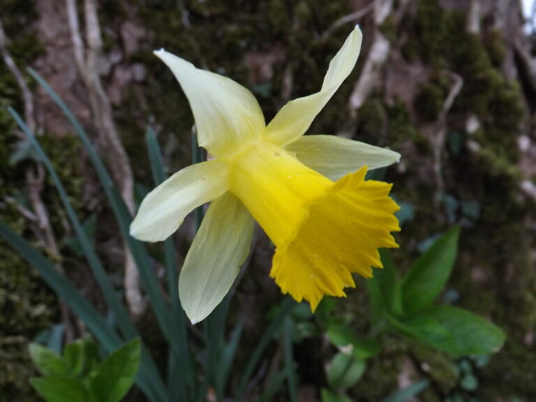 Daffodil (wild) - Plantlife