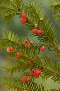 Yew - Plantlife
