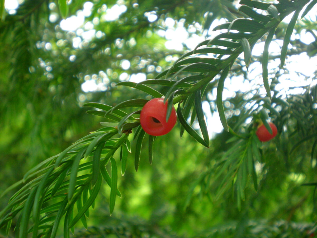 Yew - Plantlife