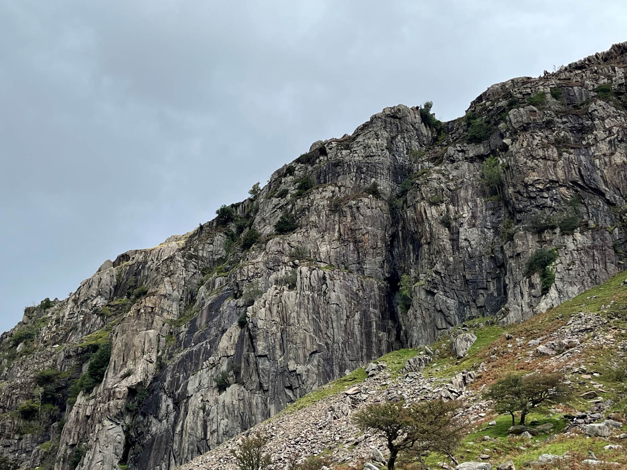 Juniper on the Peaks: A Foot High Forest - Plantlife