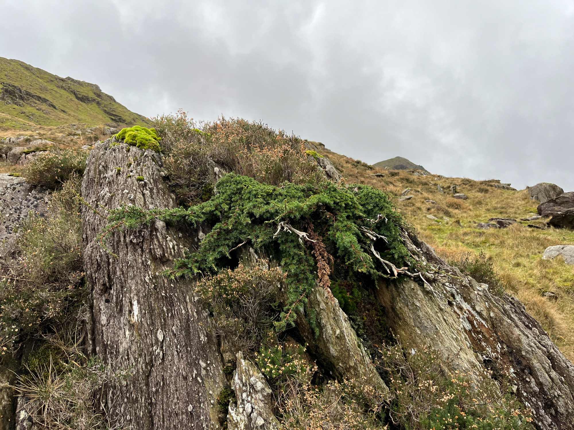 Juniper on the Peaks: A Foot High Forest - Plantlife
