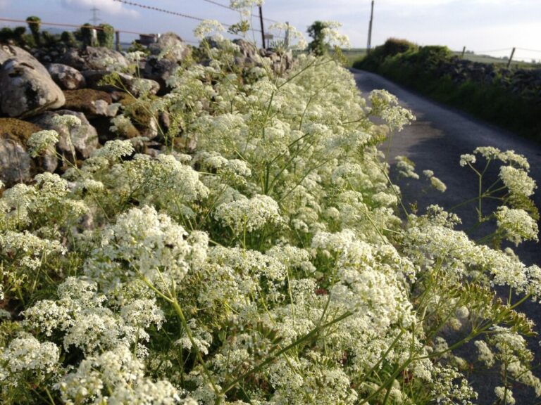 Cow Parsley - Plantlife