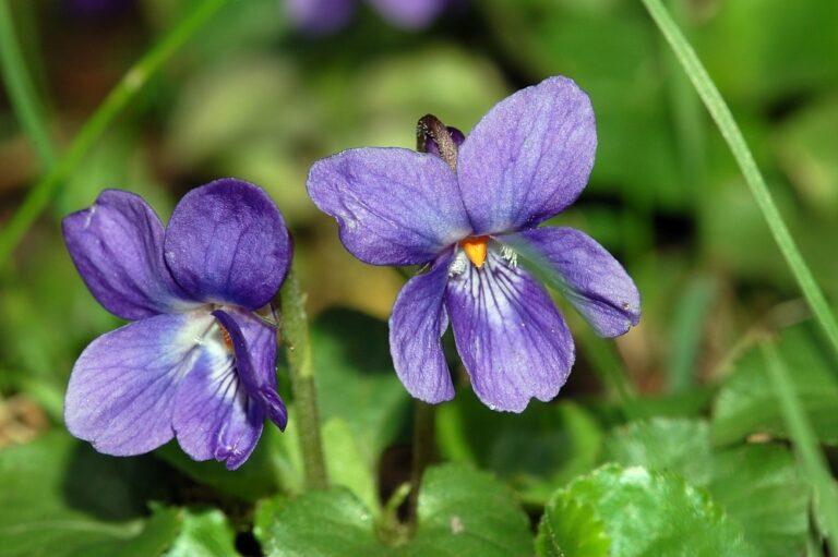 Flowers that Represent Love - Plantlife