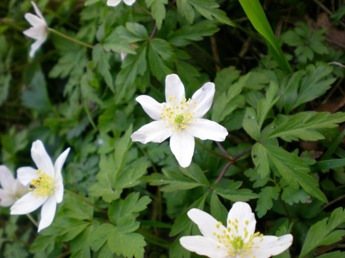 Wood Anemone - Plantlife