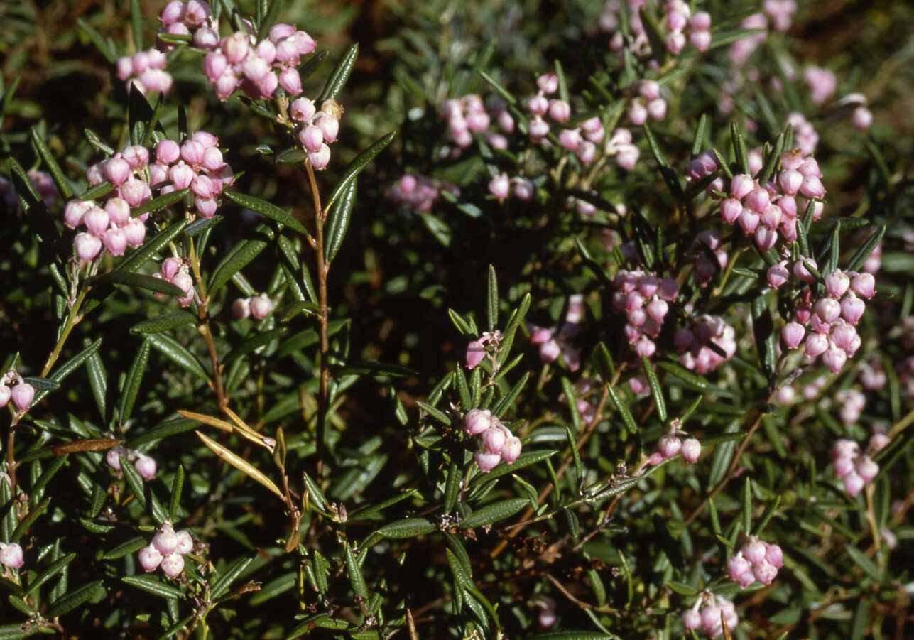 Bog Rosemary - Plantlife