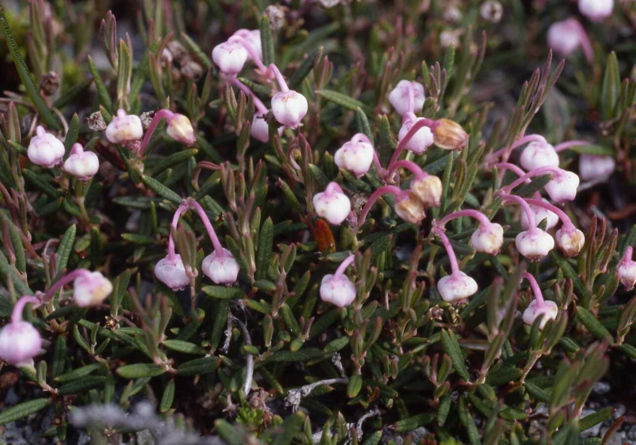 Bog Rosemary - Plantlife