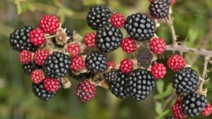 Bramble - Plantlife