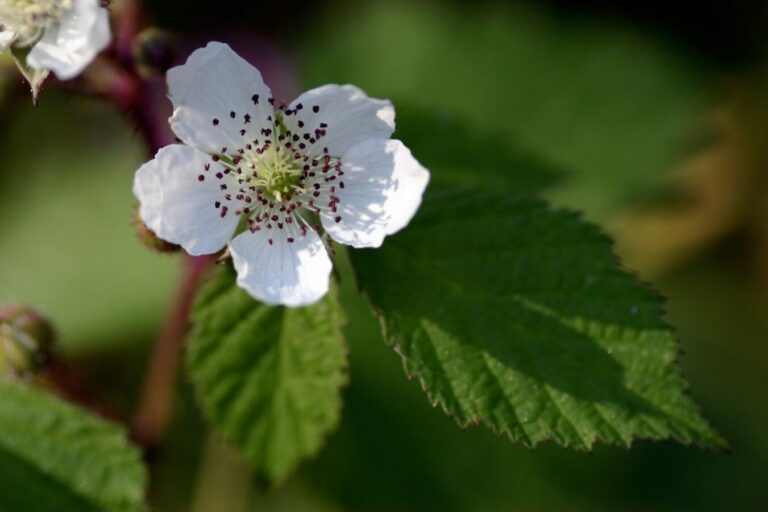 Plants and Fungi - Plantlife