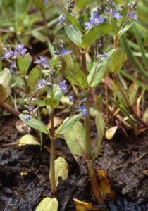 Brooklime - Plantlife