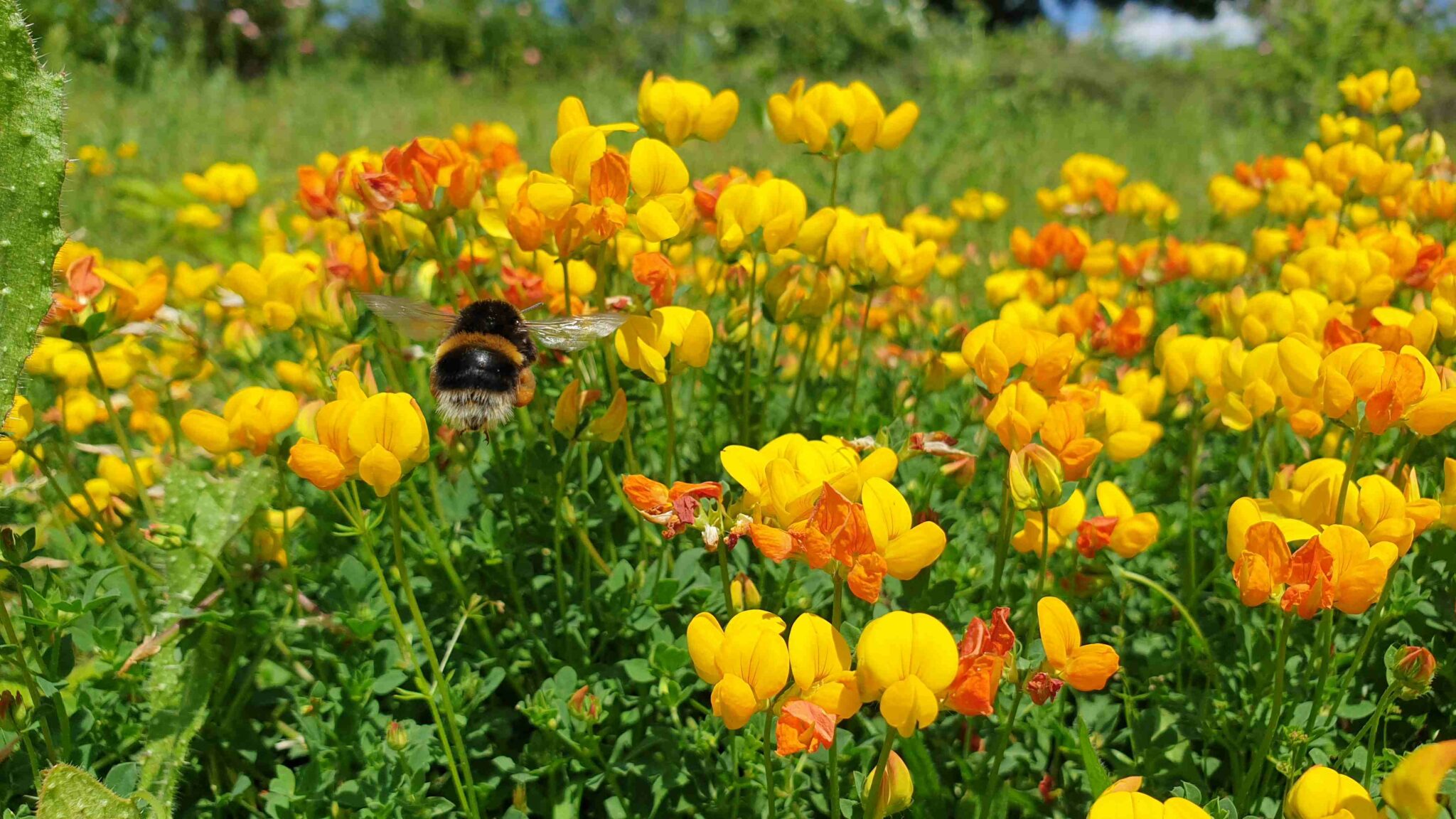 Road Verge & Green Space - Management Best Practice - Plantlife