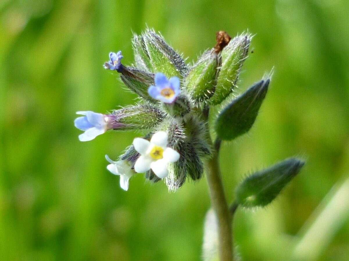 Forget-me-not (Common) - Plantlife
