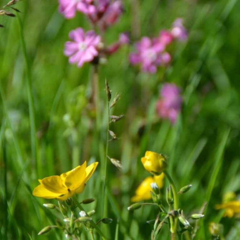 Let it Bloom June: What happens after No Mow May? - Plantlife